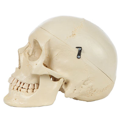 Skull Models