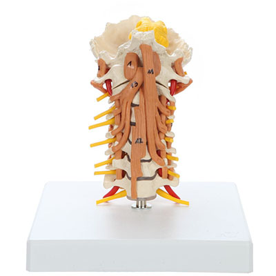 Spine Models