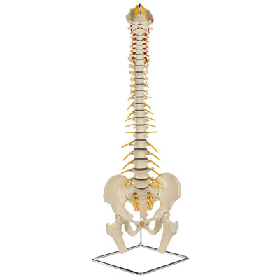 Spine Models