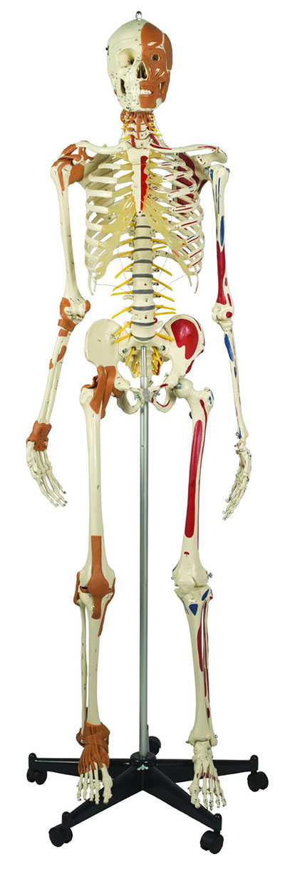 Full Body Skeleton Models