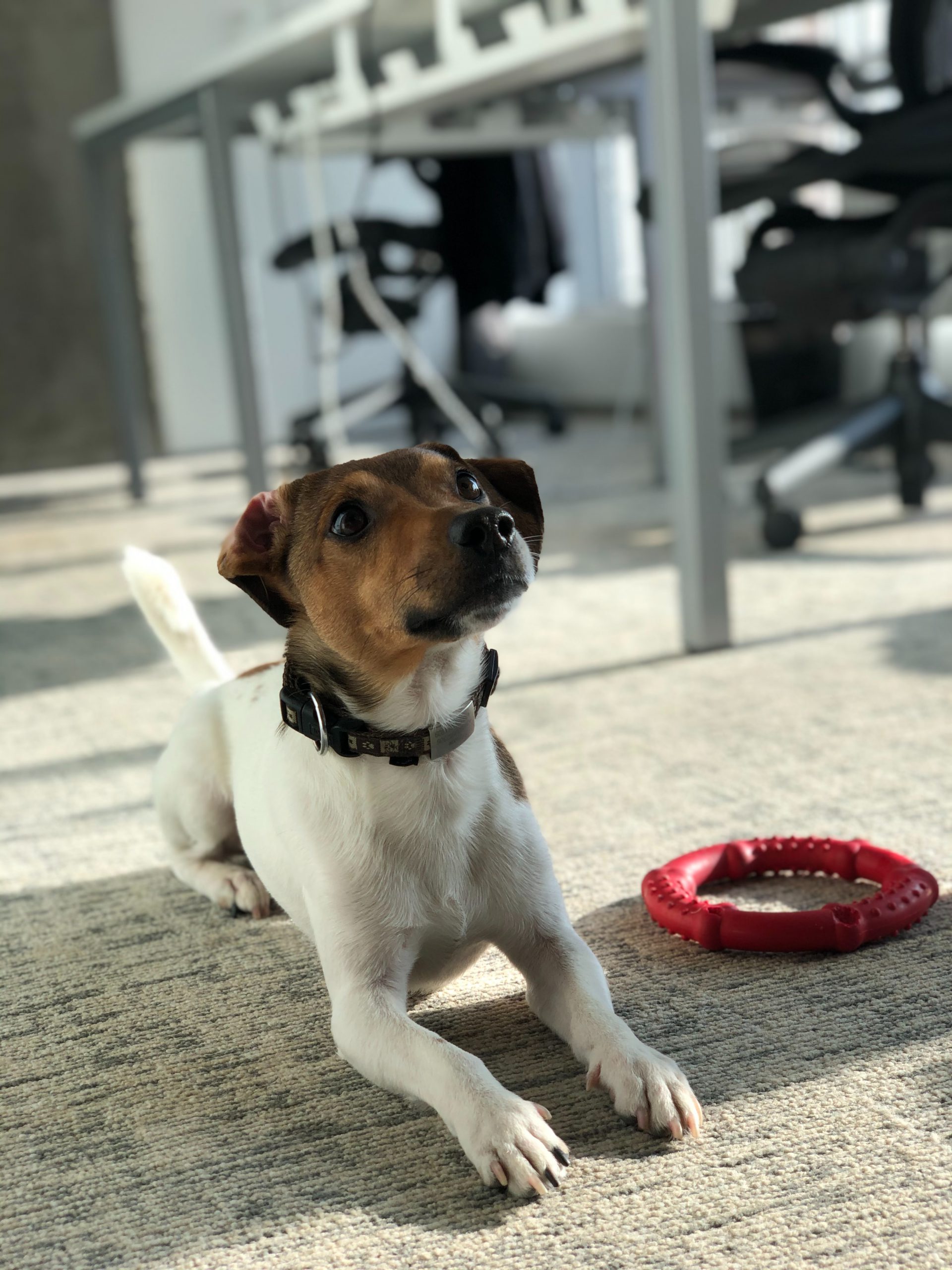 Stretching Exercises for your Dog - Fabrication Enterprises