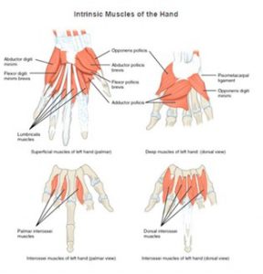 Pinch Grip Testing: An Essential Clinical Utility - Fabrication Enterprises